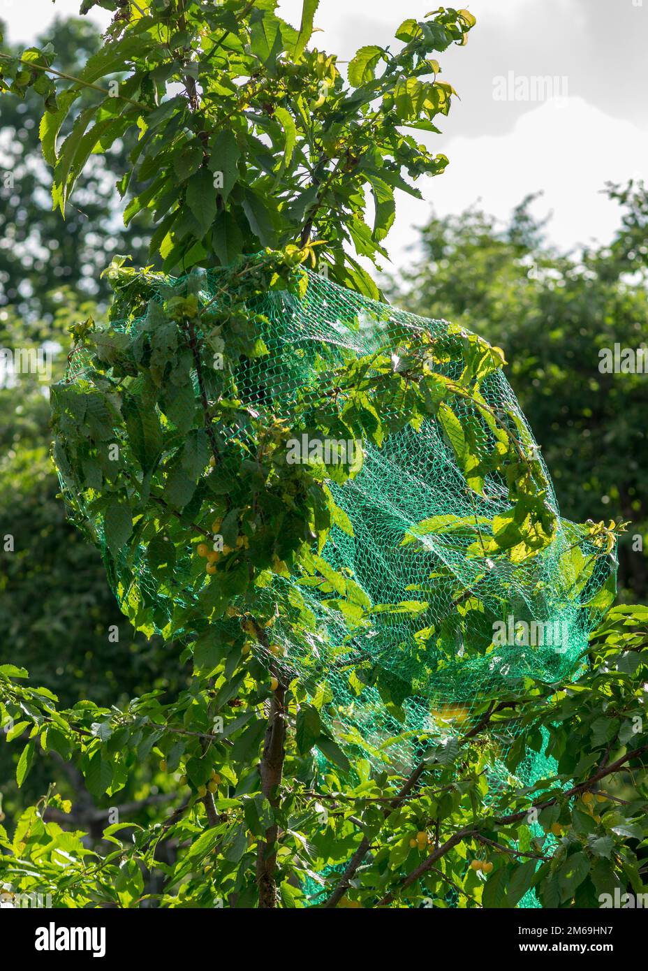 photo with juicy yellow cherries on a tree branch, cherries covered ...