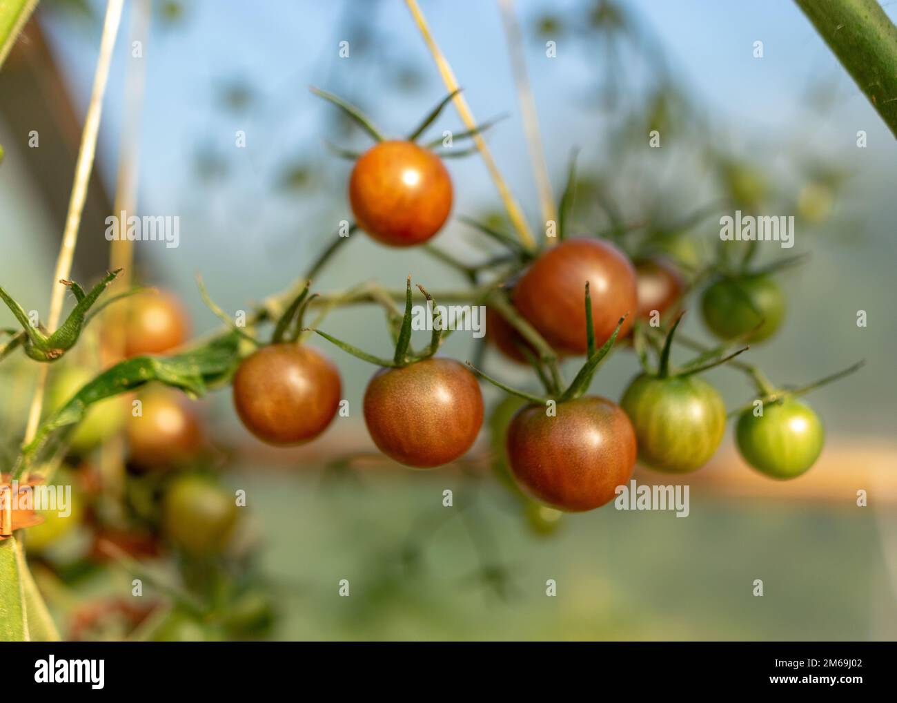 beautiful, healthy and tasty tomatoes in the greenhouse, autumn harvest ...
