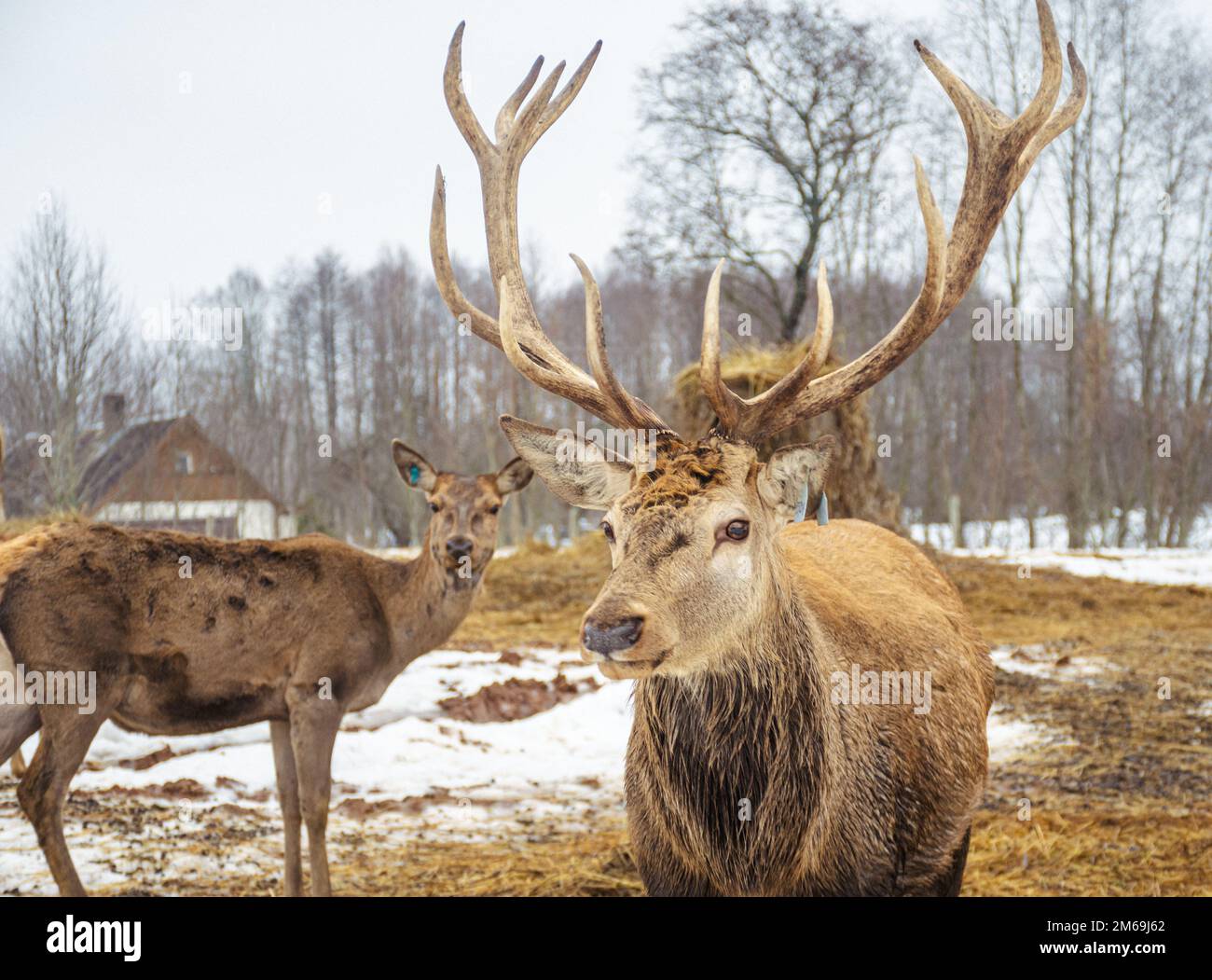Animals mountain free deer stag hind hi-res stock photography and ...