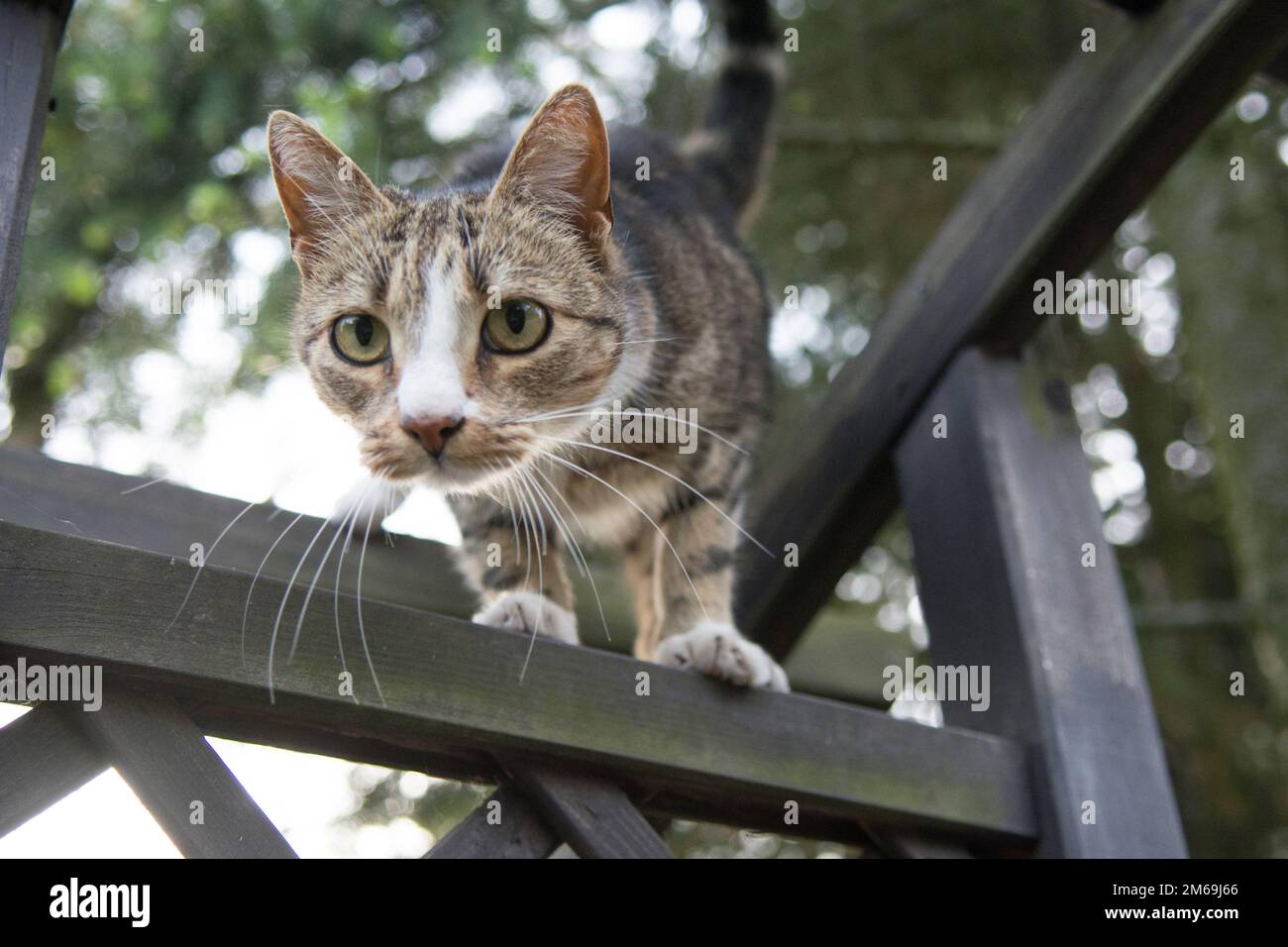 Black beige and white cat standing high on trellis, staring at ...