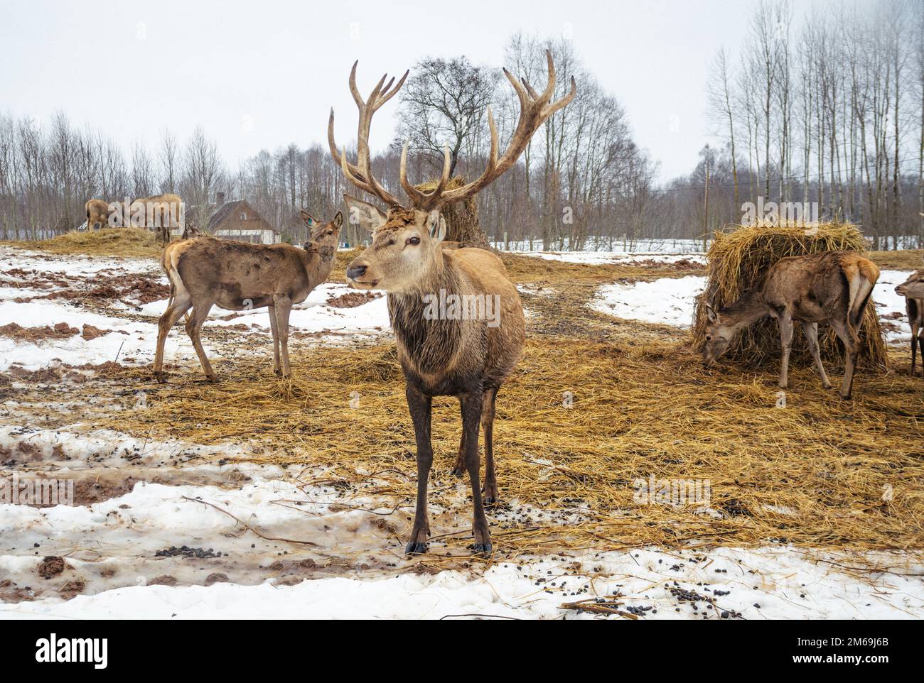 Young stag near a village hi-res stock photography and images - Alamy