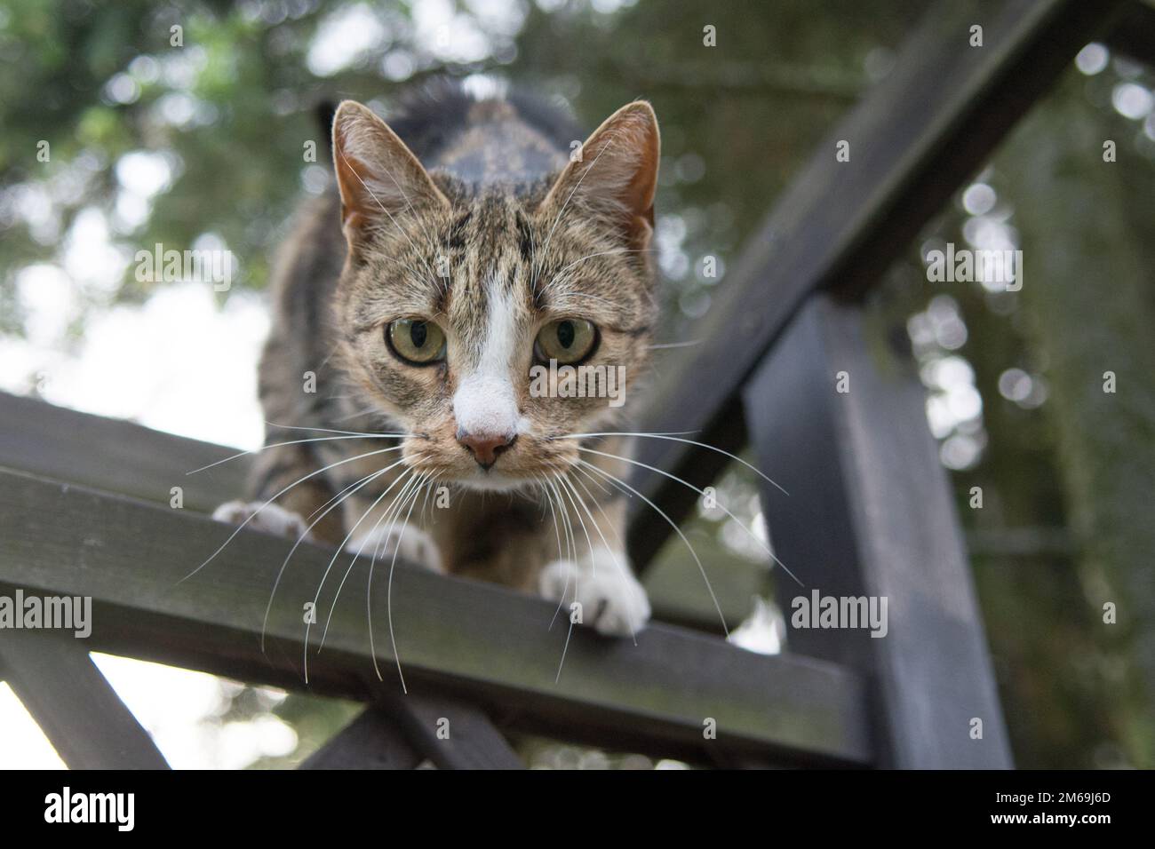 Black beige and white cat standing high on trellis, looking into the ...
