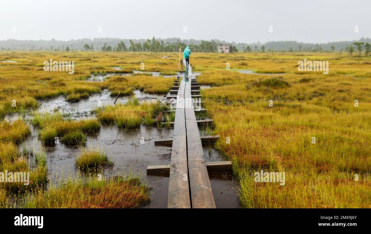 traditional bog landscape with wet trees, grass and bog moss during ...