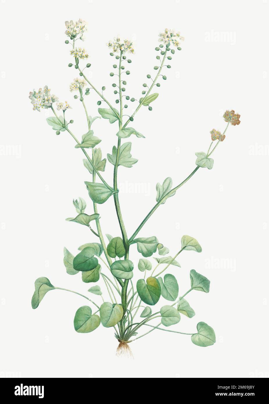 Scurvy grass drawing Stock Vector Images - Alamy