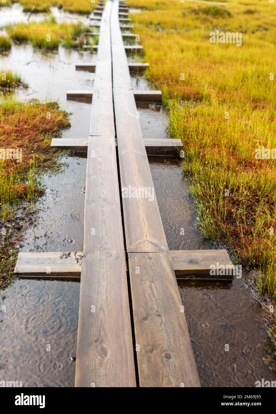 traditional bog landscape with wet trees, grass and bog moss in the ...