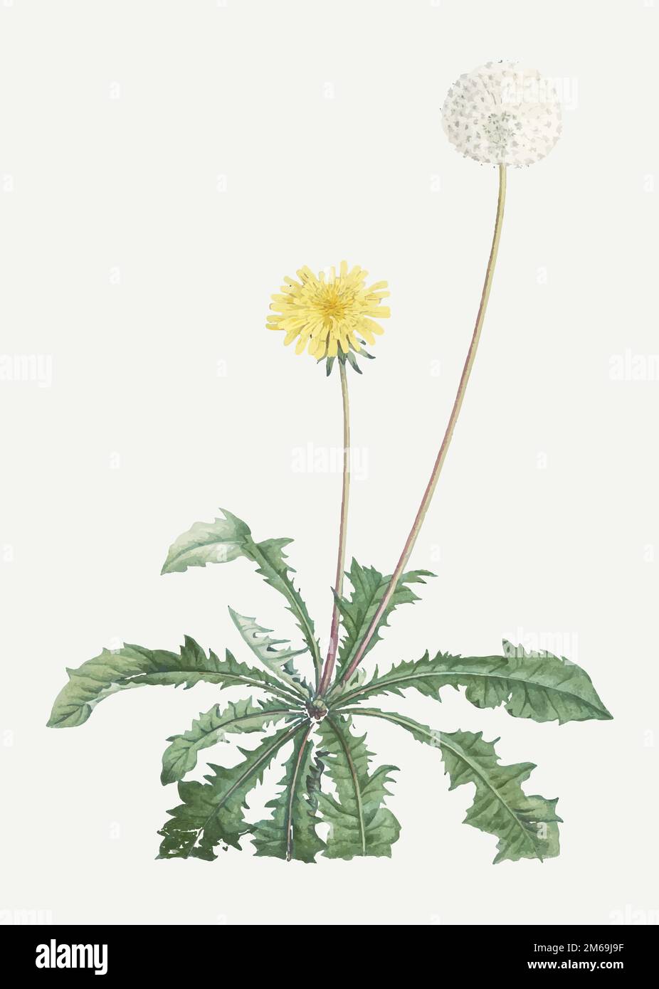 Vintage dandelion flowering plant vector Stock Vector Image & Art - Alamy