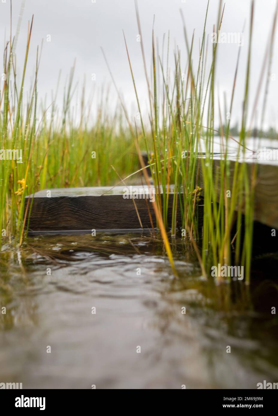 traditional bog landscape with wet trees, grass and bog moss during ...