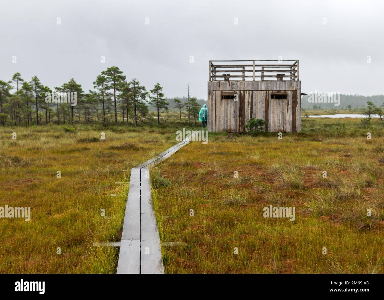 traditional bog landscape with wet trees, grass and bog moss in the ...
