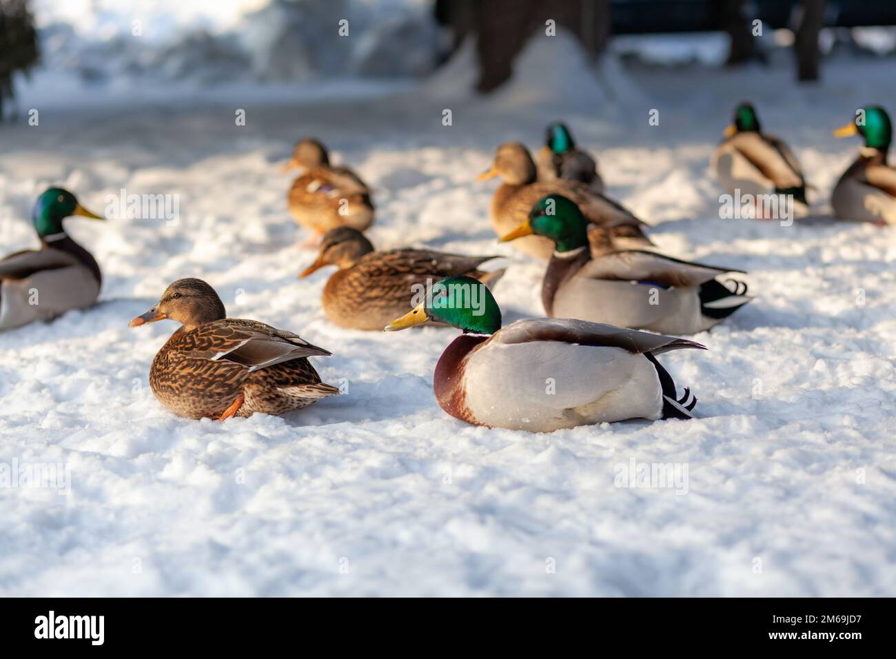 Ducks in a winter public park. Duck birds are standing or sitting in ...