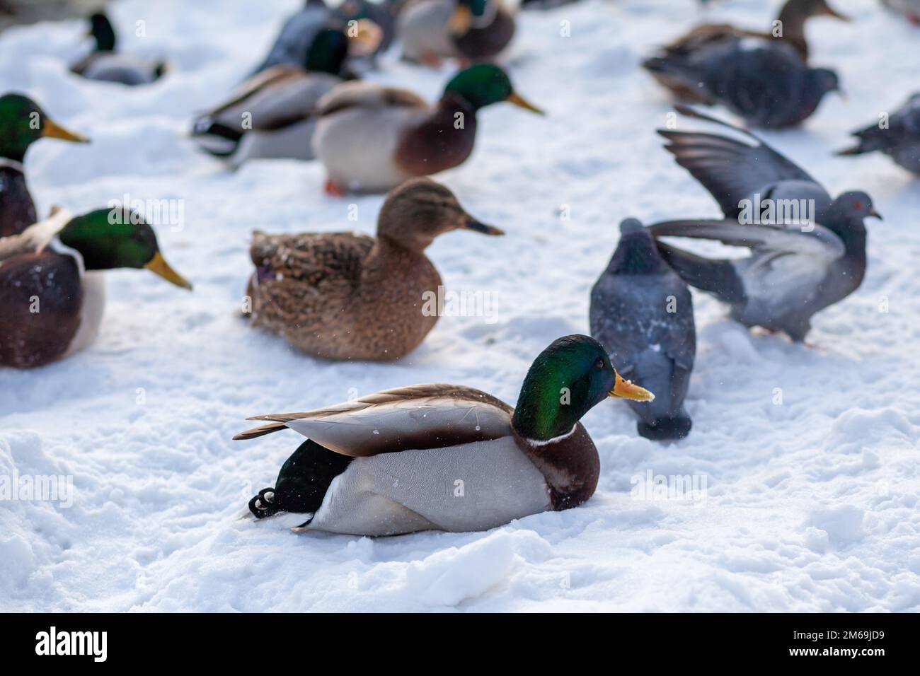 Ducks in a winter public park. Duck birds are standing or sitting in ...
