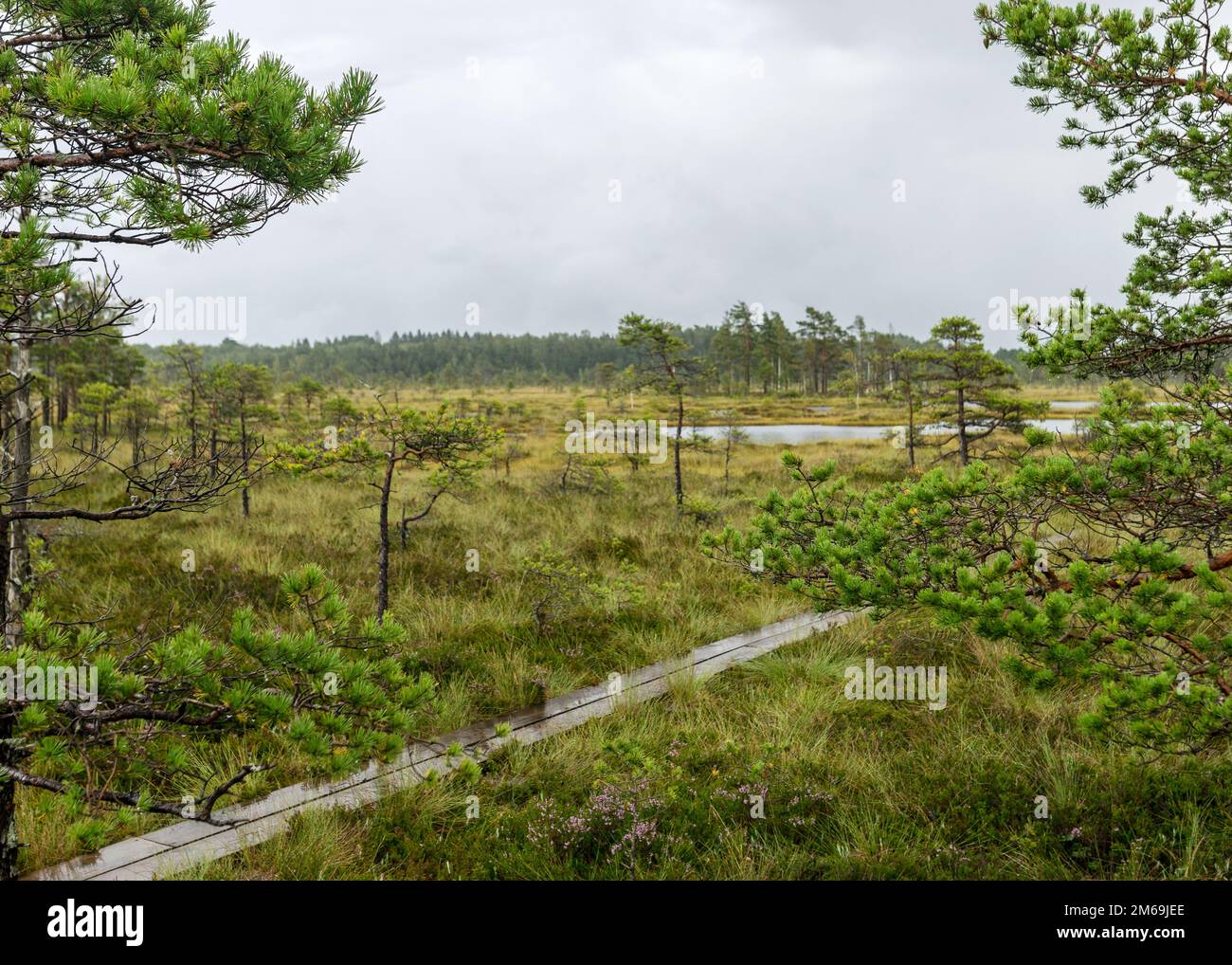 traditional bog landscape with wet trees, grass and bog moss during ...