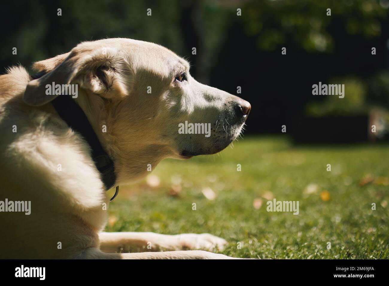 Loyal old dog waiting on back yard. Portrait of senior labrador ...