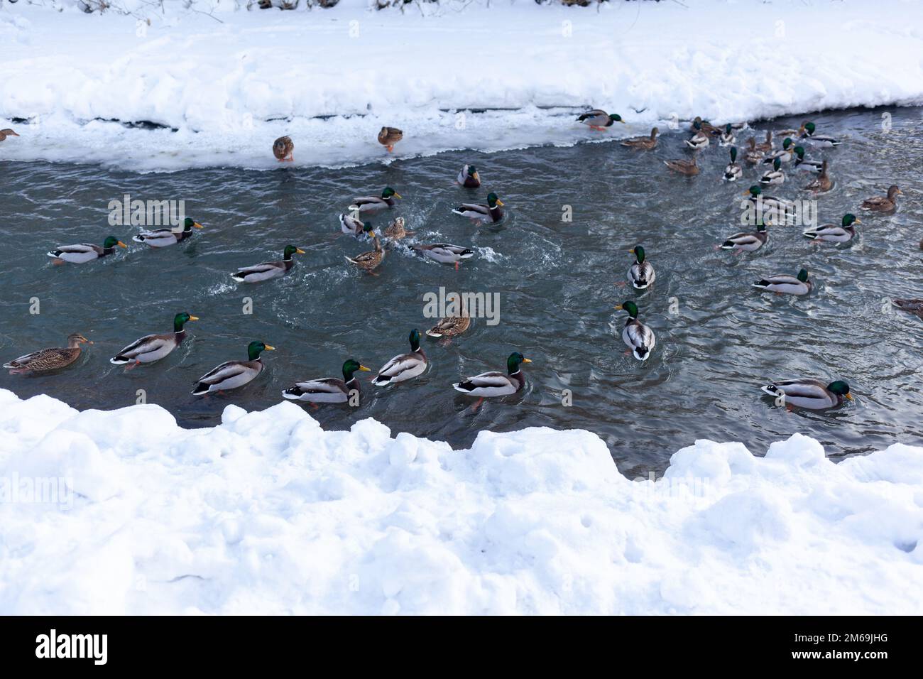 Ducks swim in the river in the city's public park in winter. Migration ...