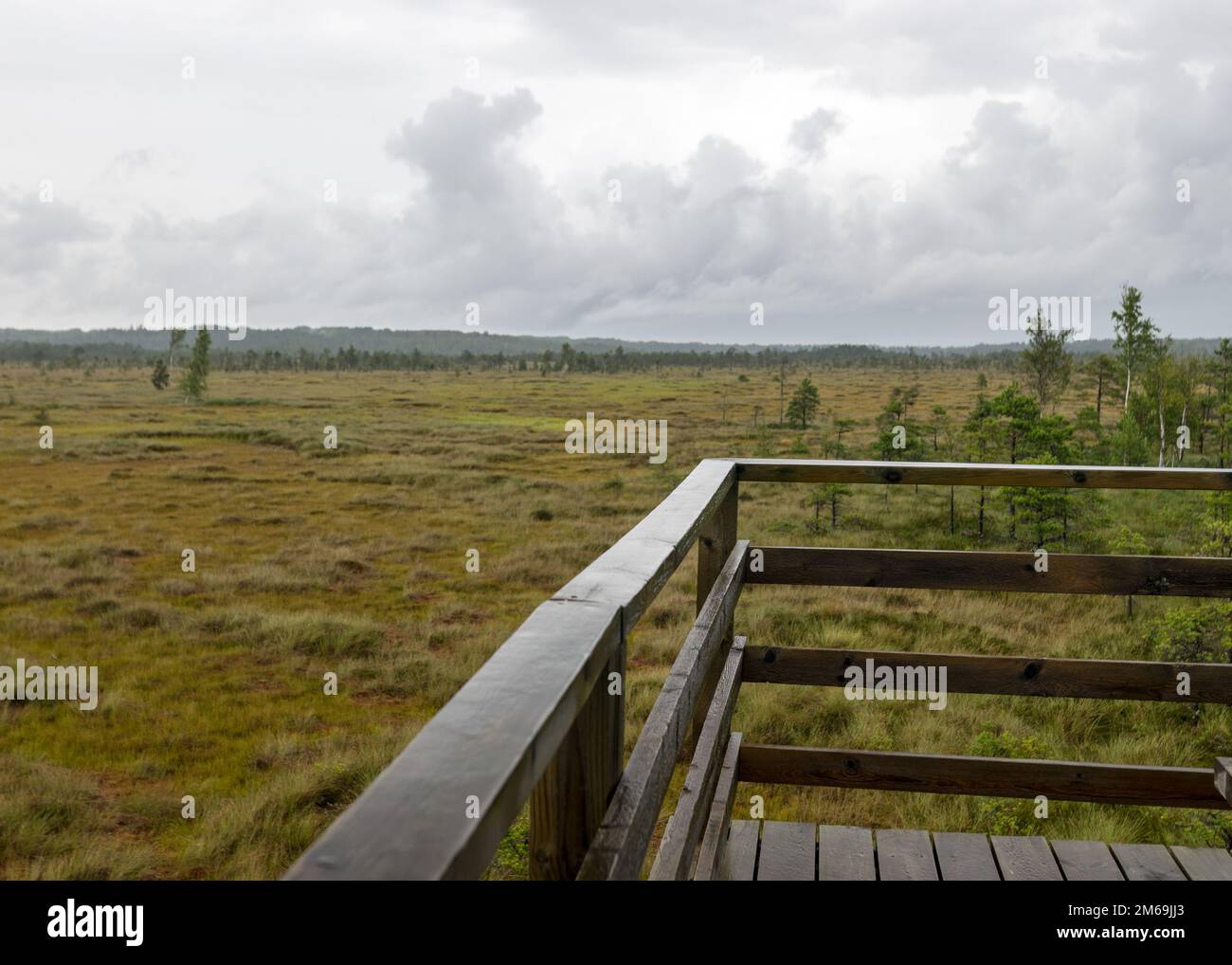 traditional bog landscape with wet trees, grass and bog moss in the ...
