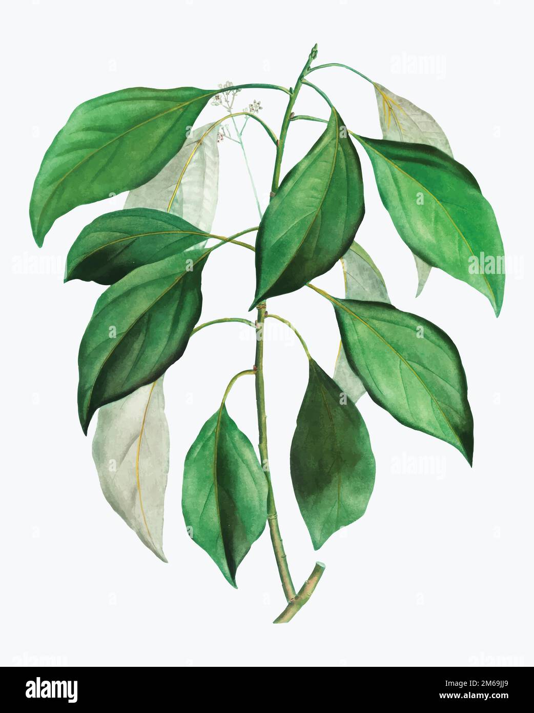 Vintage camphor tree branch vector Stock Vector Image & Art - Alamy