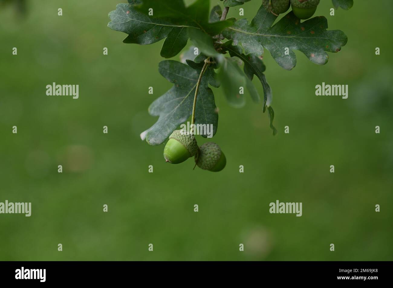 Oak branch with green leaves and acorns on a sunny day. Oak tree in ...