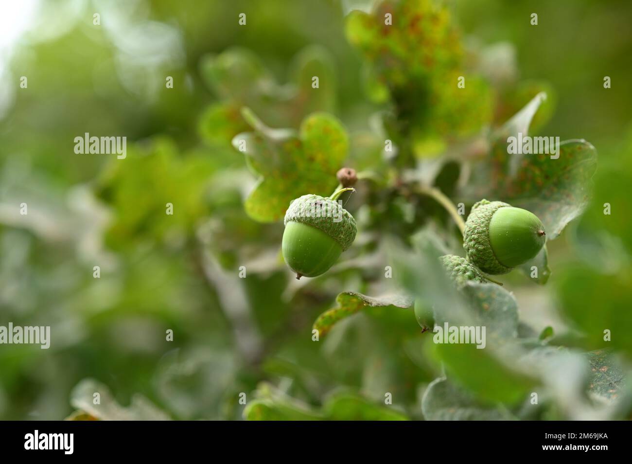 Oak branch with green leaves and acorns on a sunny day. Oak tree in ...