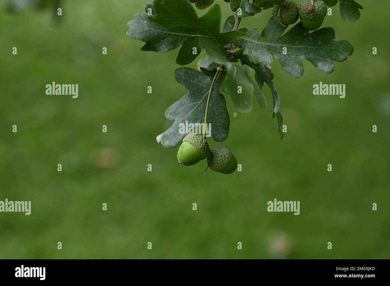 Acorns oak tree hi-res stock photography and images - Alamy