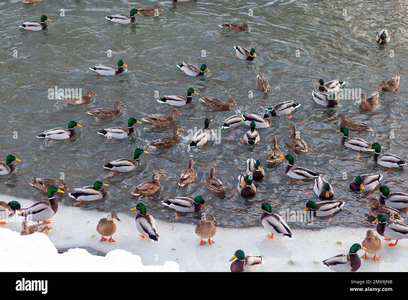 Ducks swim in the river in the city's public park in winter. Migration ...