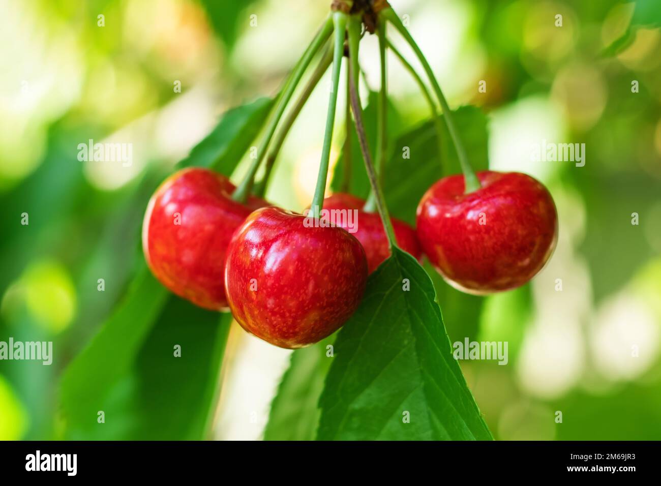 Ripe sweet cherry hanging from a sweet cherry tree branch Stock Photo ...