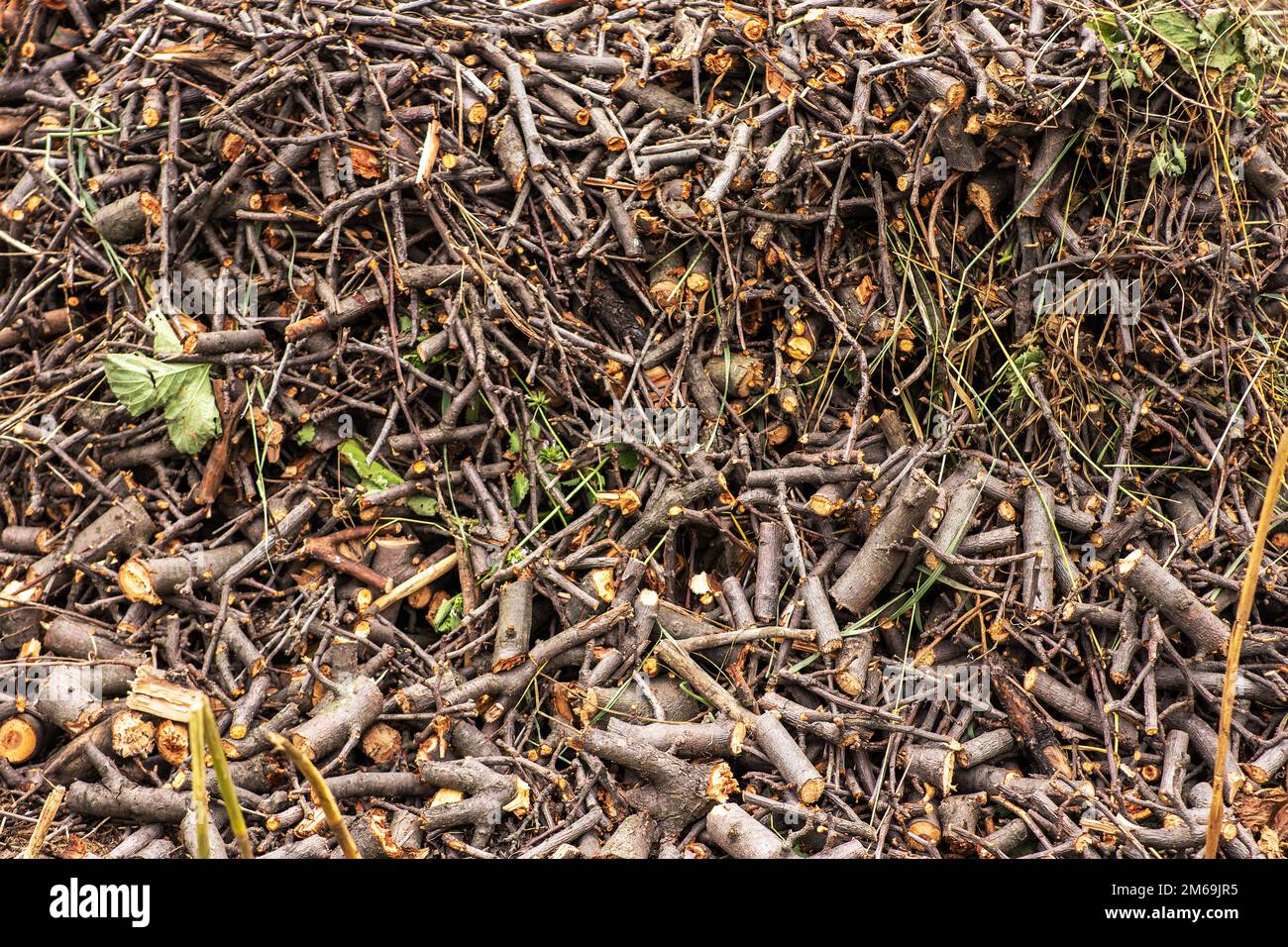 Branches to be shredded hi-res stock photography and images - Alamy