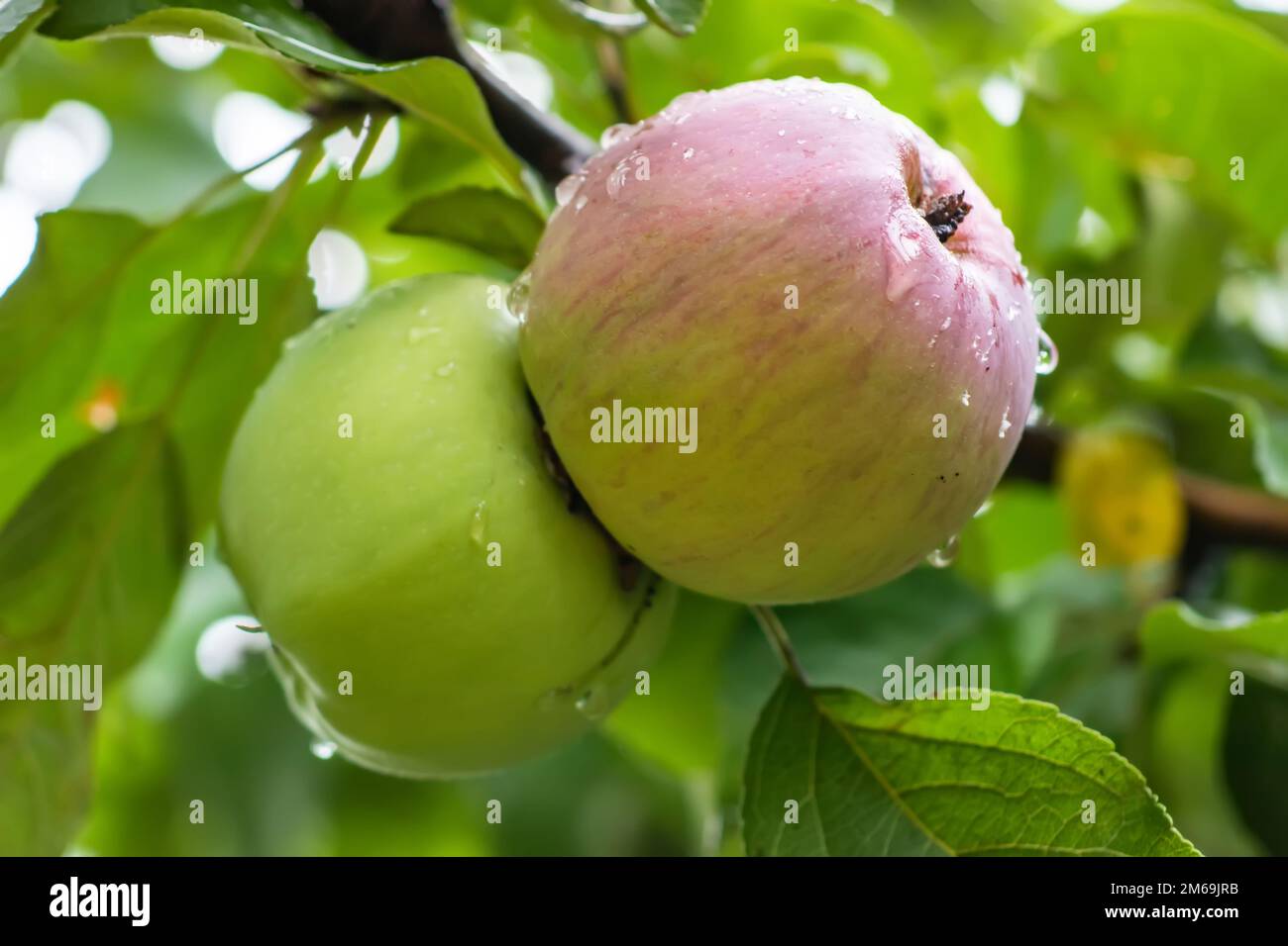 Green Ripening Apples Grow On An Apple Tree Branch After Rain