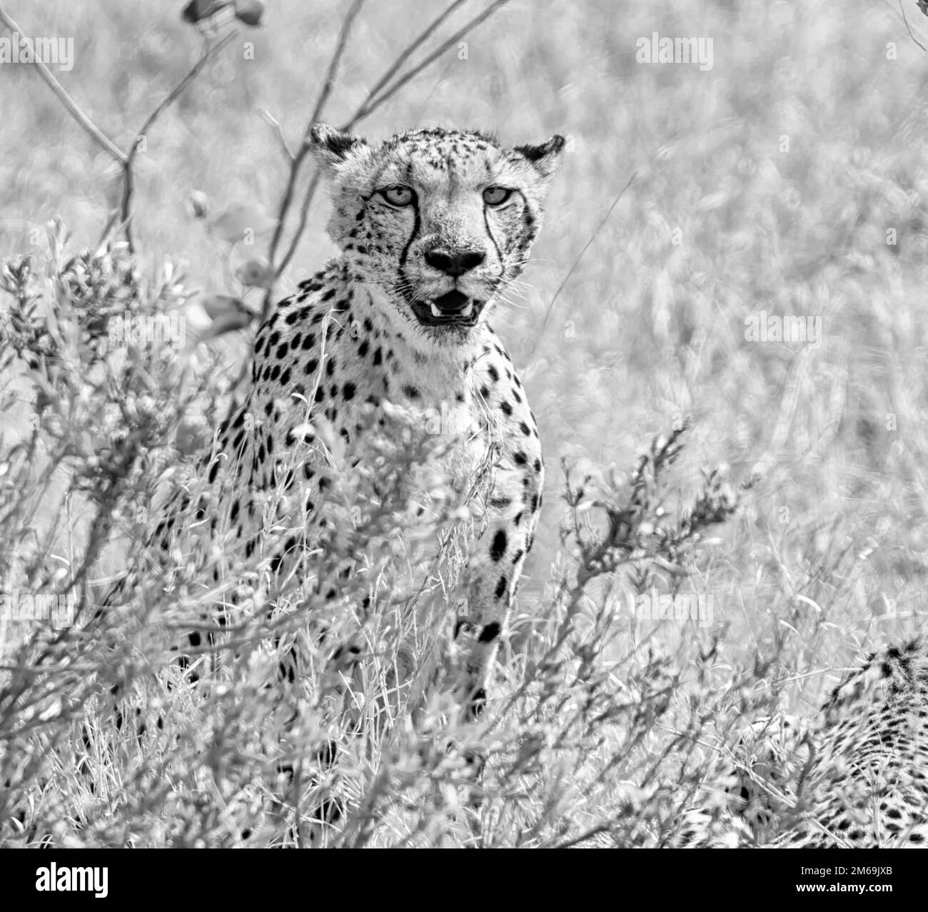 The cheetah is a large cat native to Africa and central Iran. It is the ...