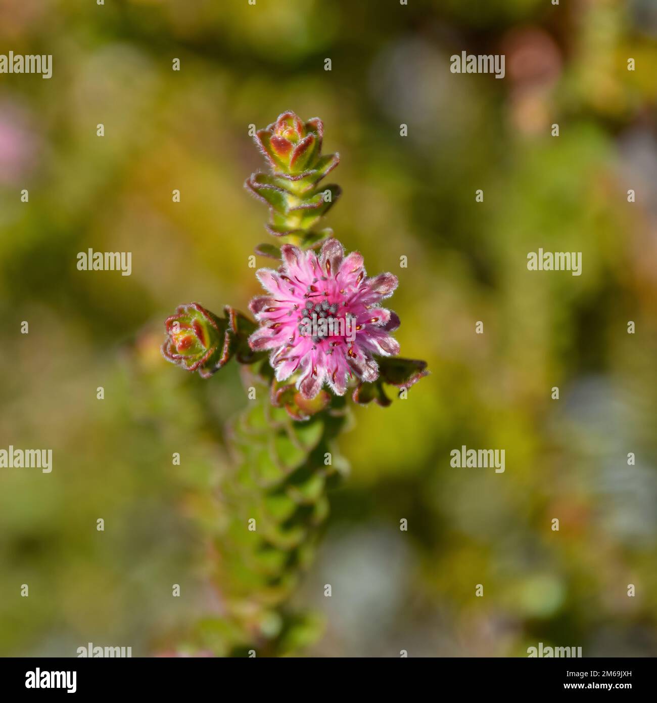 Diastella divaricata is a flower-bearing shrub that belongs to the ...