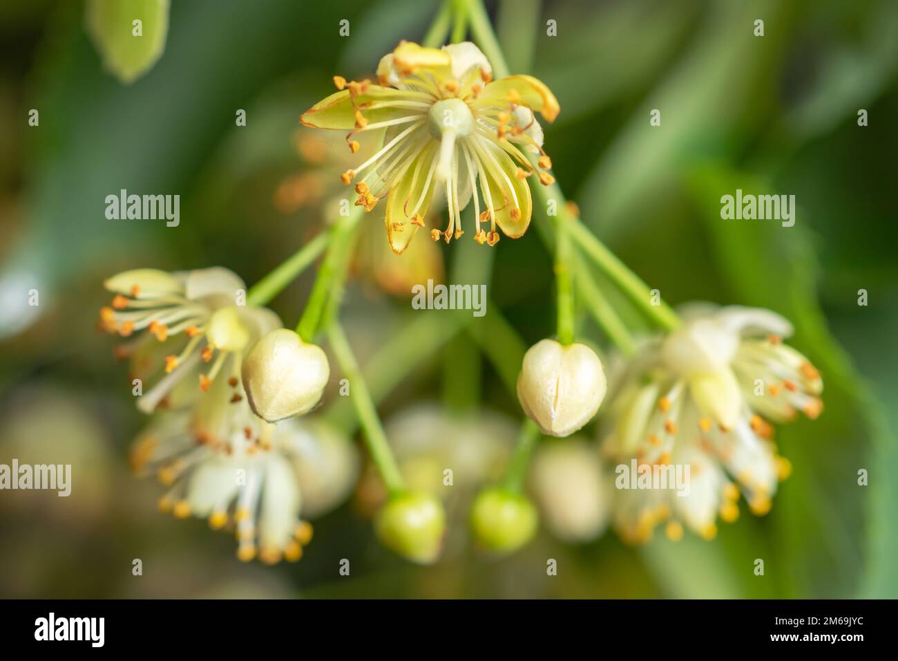 Flowers of blossoming tree linden wood, used for pharmacy, apothecary ...