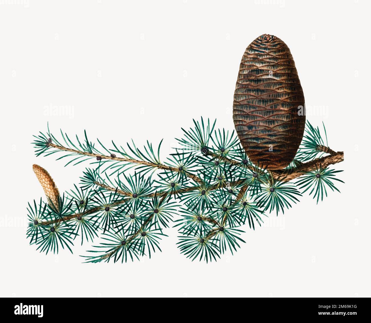 Vintage cedar of Lebanon and conifer cone vector Stock Vector Image ...