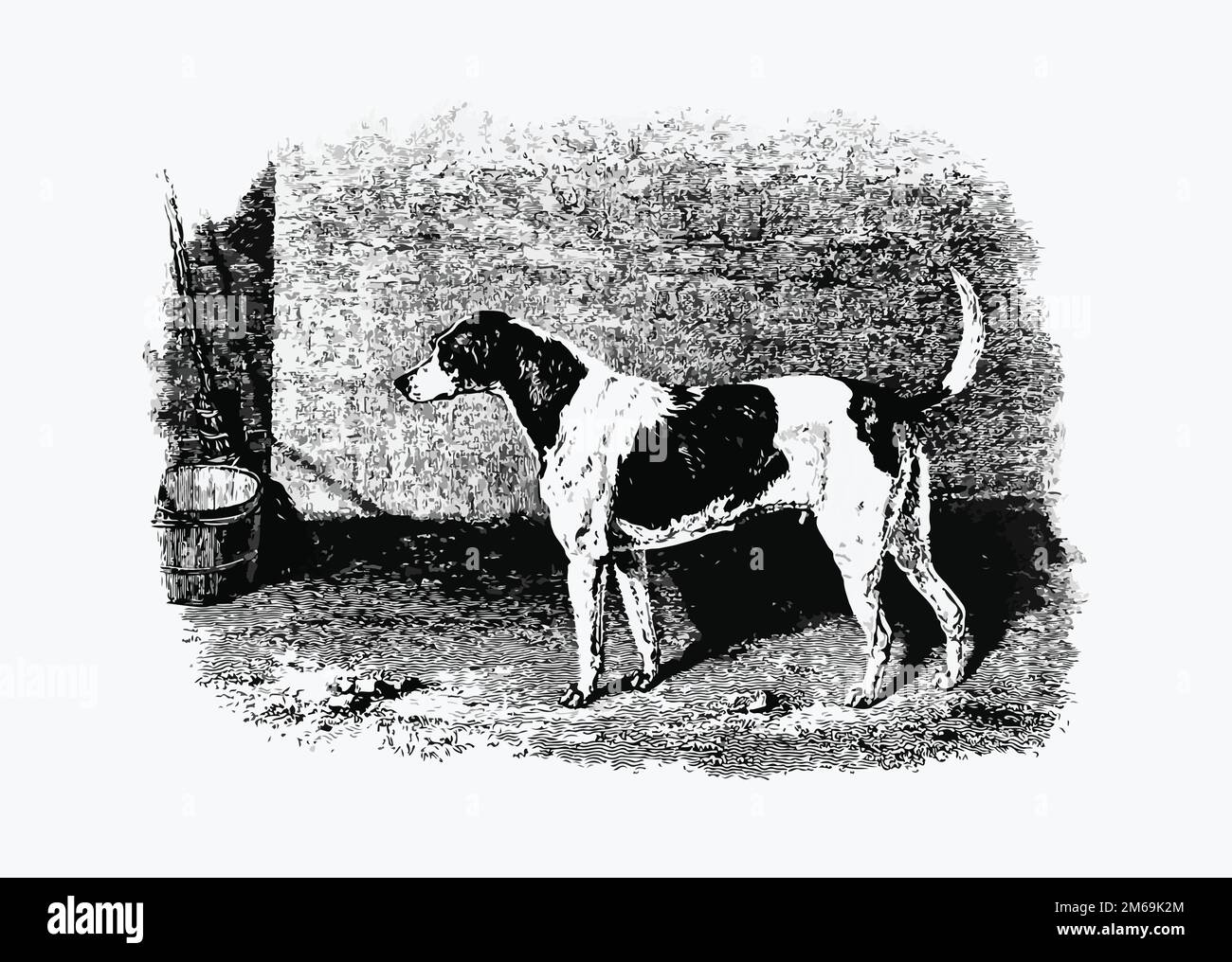 American foxhound illustration Cut Out Stock Images & Pictures - Alamy