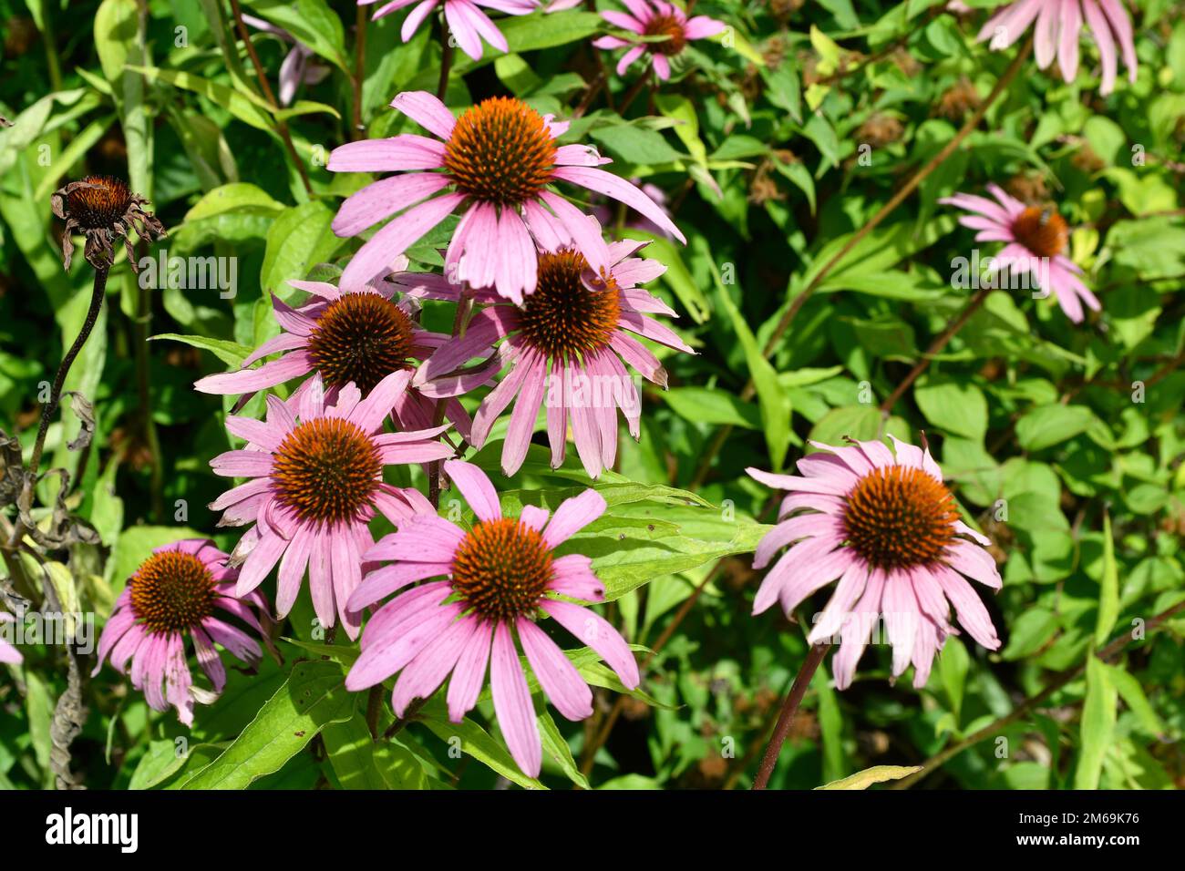 cone-flower is used in medicine and skin care, medicinal plant Stock ...