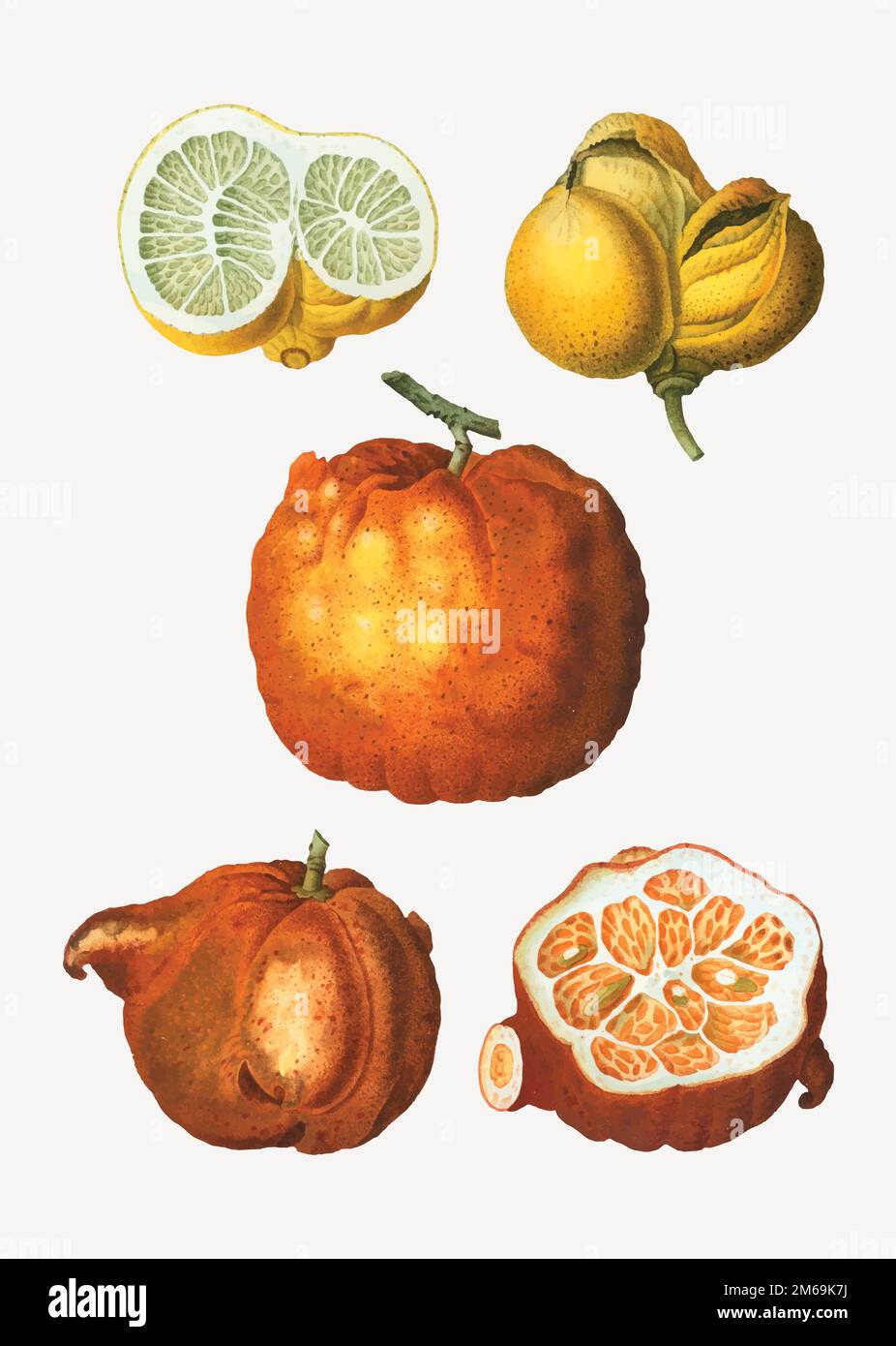Citrus in various shapes vector Stock Vector Image & Art - Alamy