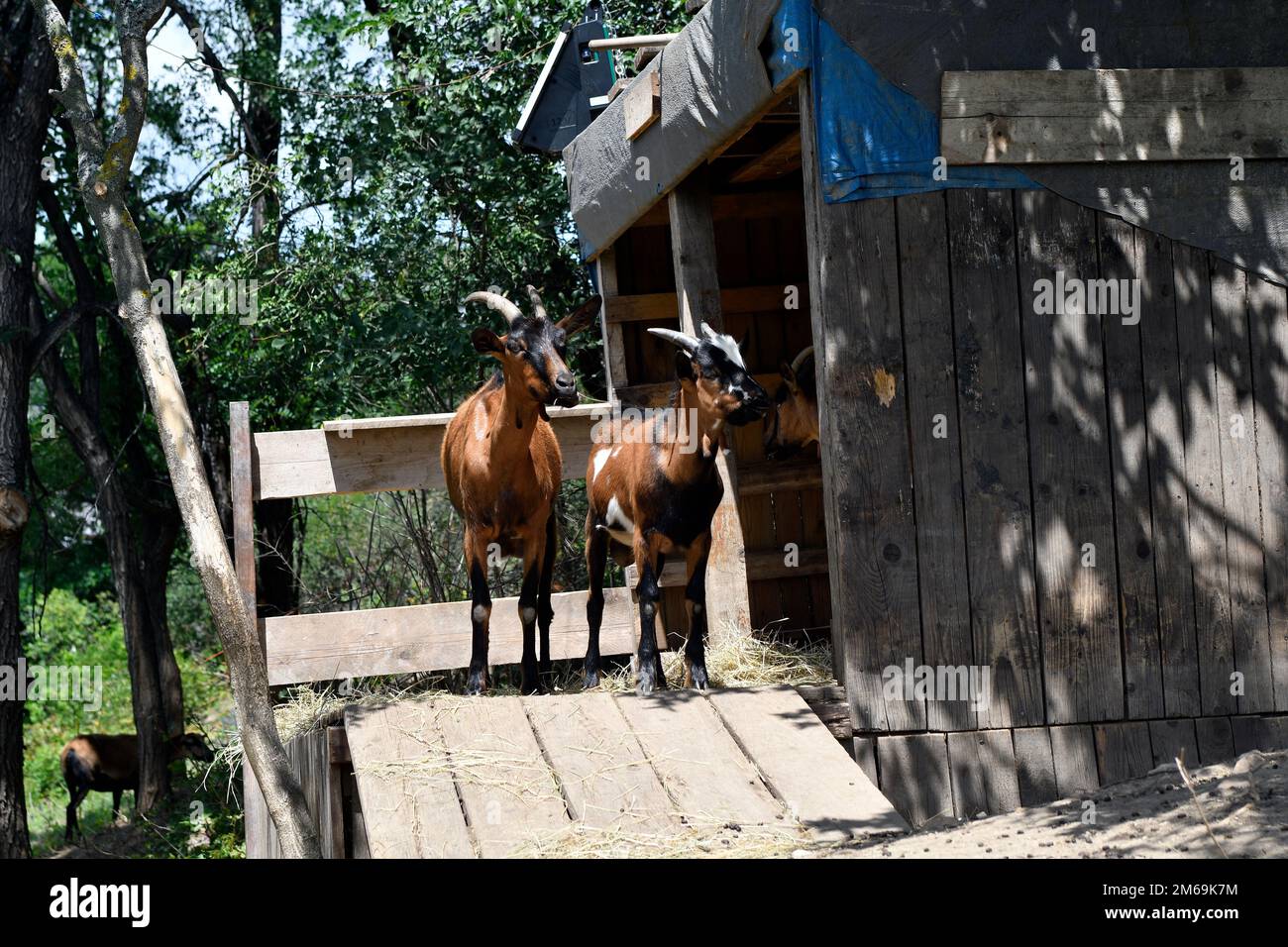 Austria, Greek mountain goats in a small enclosure in the village of ...