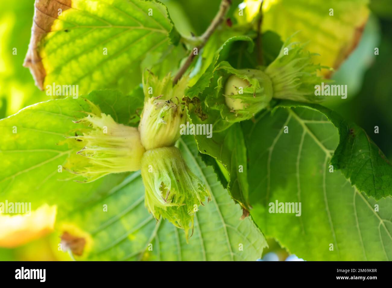 A macro shot of a cluster of hazelnuts hanging from the branches of a ...