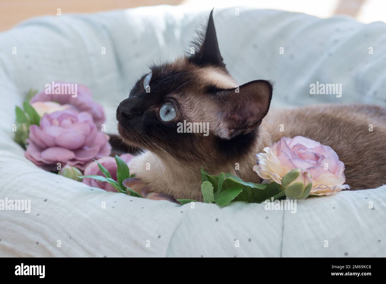 Scenic photograph of a decorated siamese cat Stock Photo - Alamy