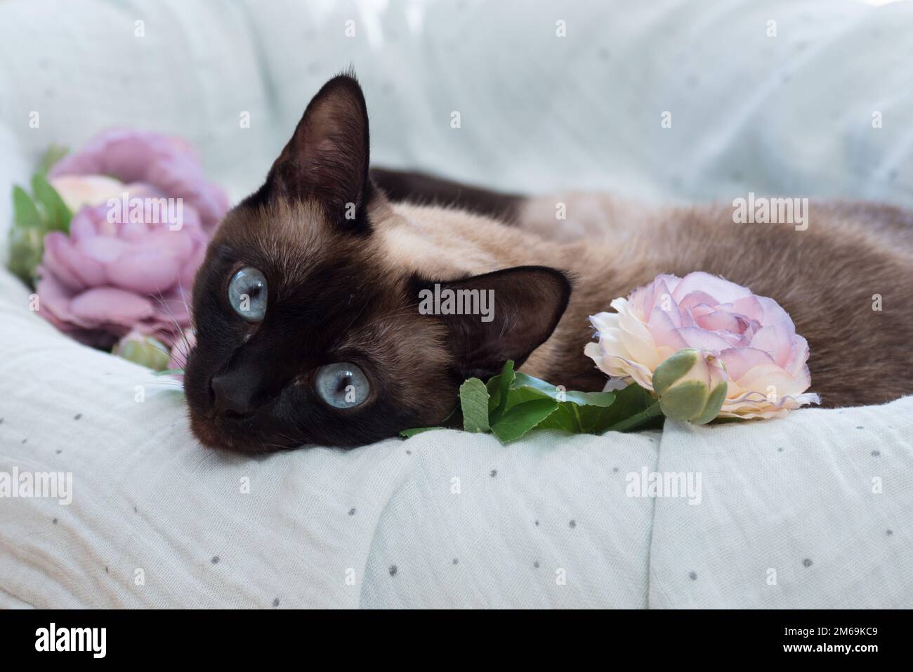 Siamese cat and flowers hi-res stock photography and images - Alamy