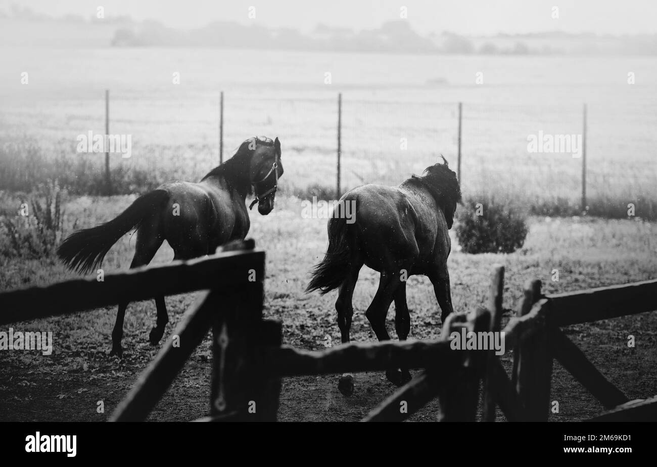 A black and white image of two horses running playfully in a field on a ...