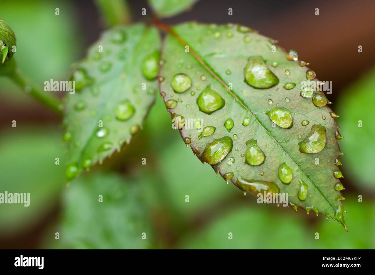 Lemon tree leaves. Water drops on lemon leaf. Flowing raindrops Stock ...