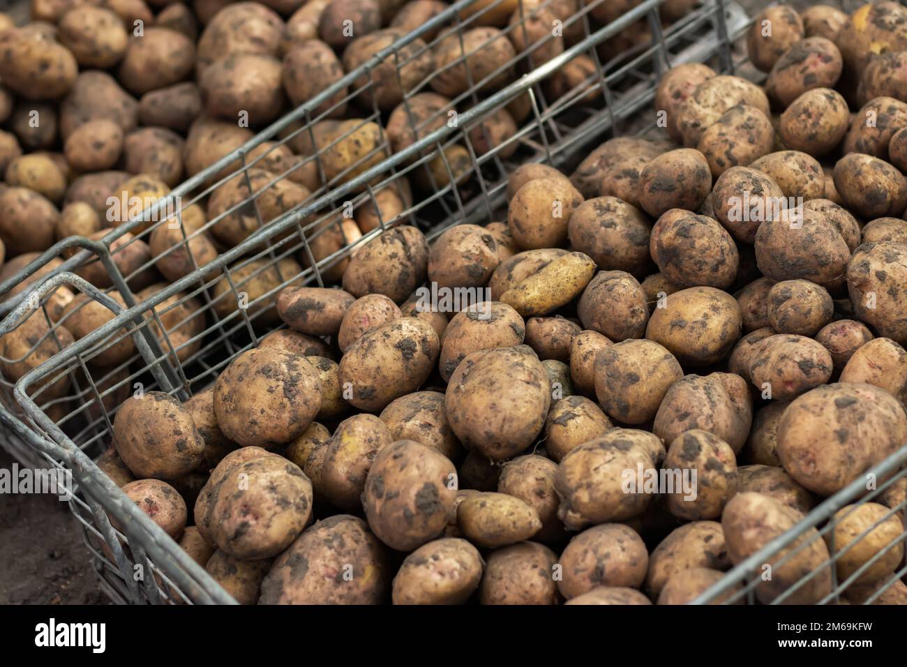 Pile of newly harvested potatoes in iron box. Harvesting potato roots ...