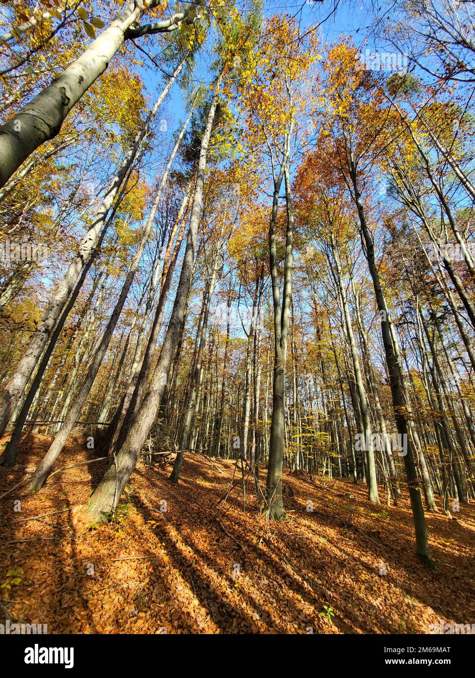 Austria, deciduous forest in autumn with discolored leaves in the ...