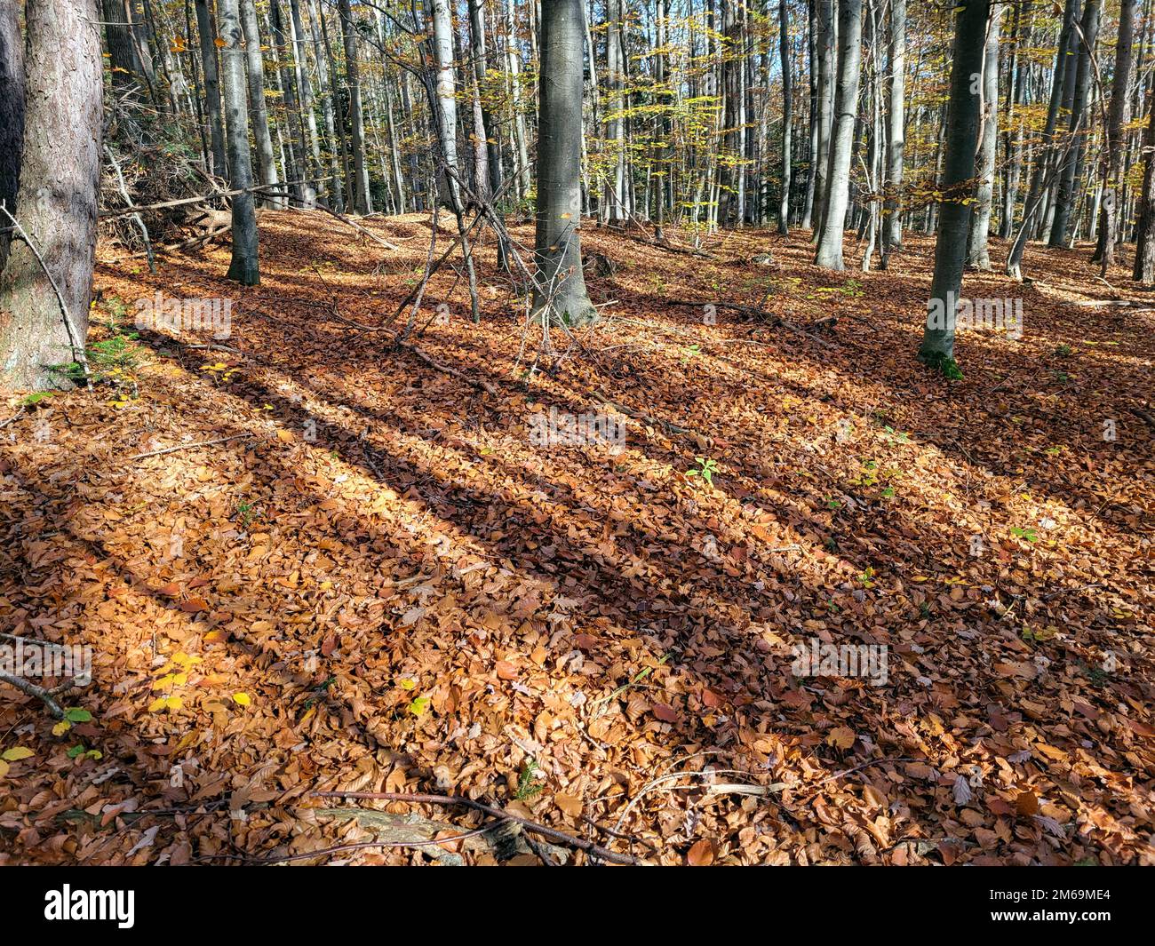 Austria, deciduous forest in autumn with discolored leaves in the ...