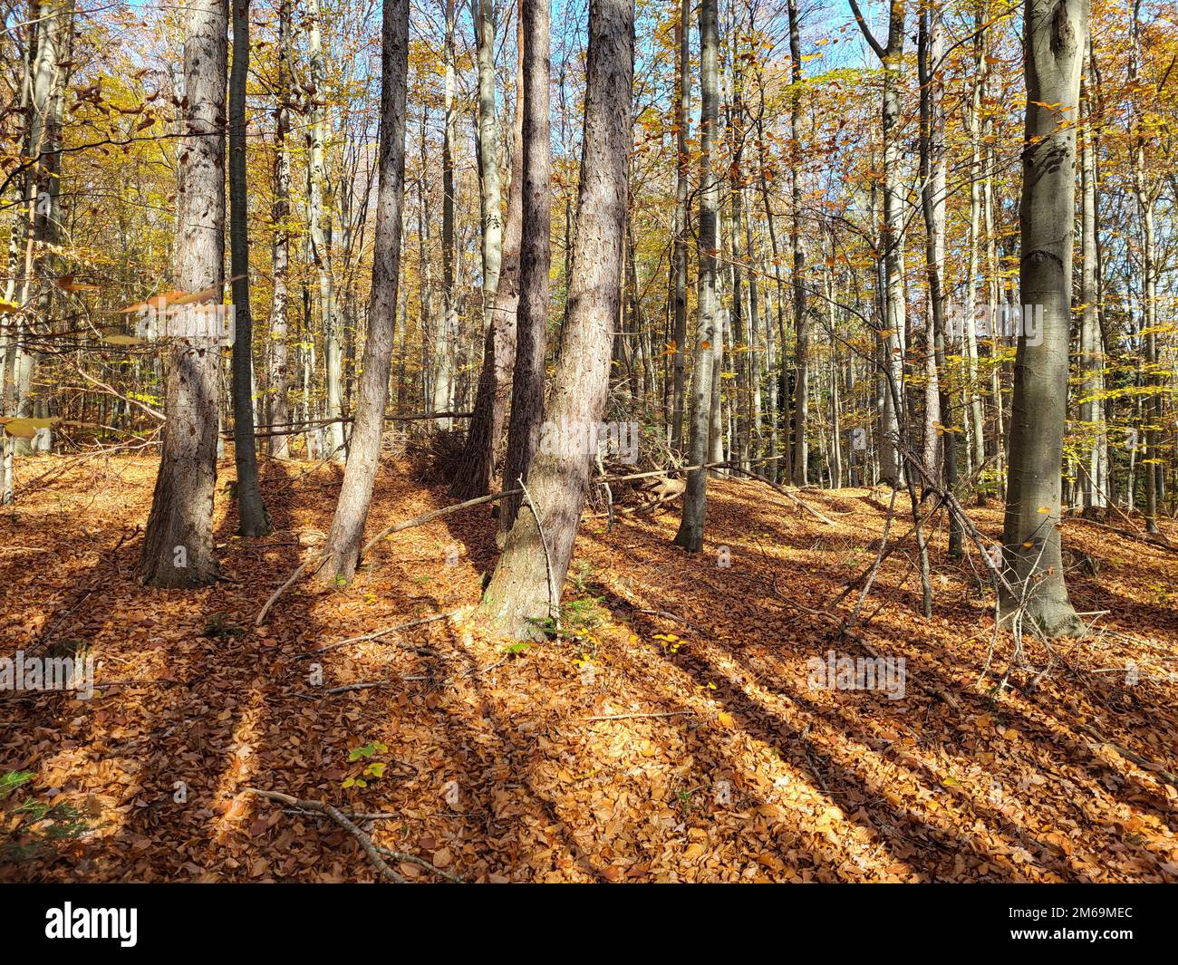 Austria, deciduous forest in autumn with discolored leaves in the ...