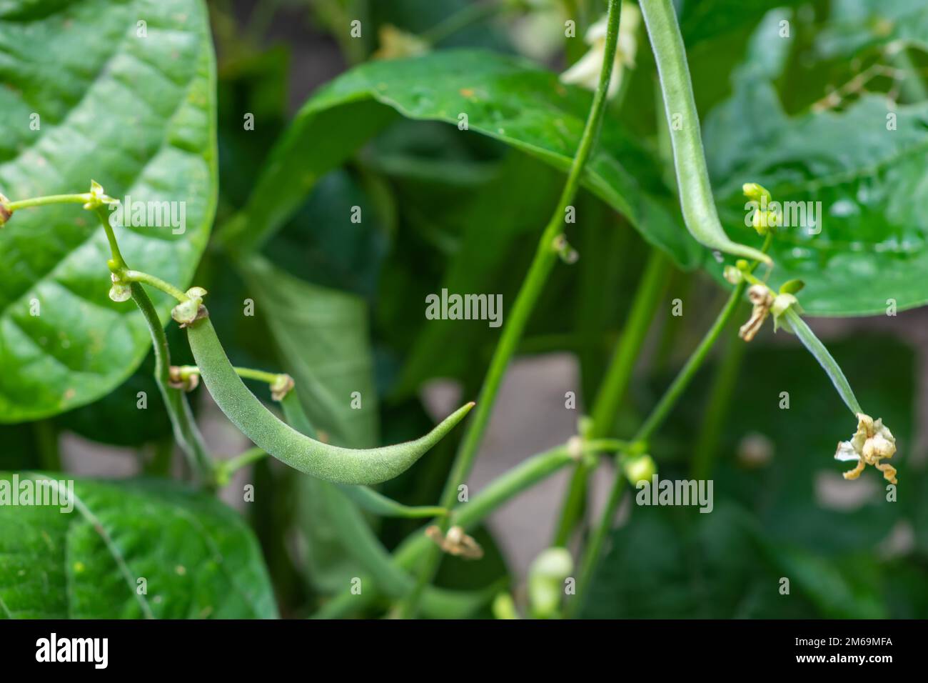 Phaseolus vulgaris flowers hi-res stock photography and images - Alamy