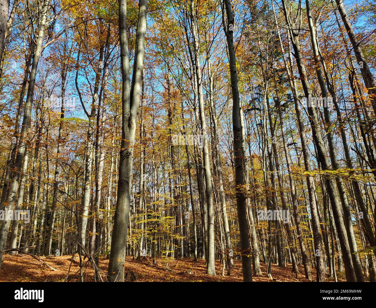 Austria, deciduous forest in autumn with discolored leaves in the ...