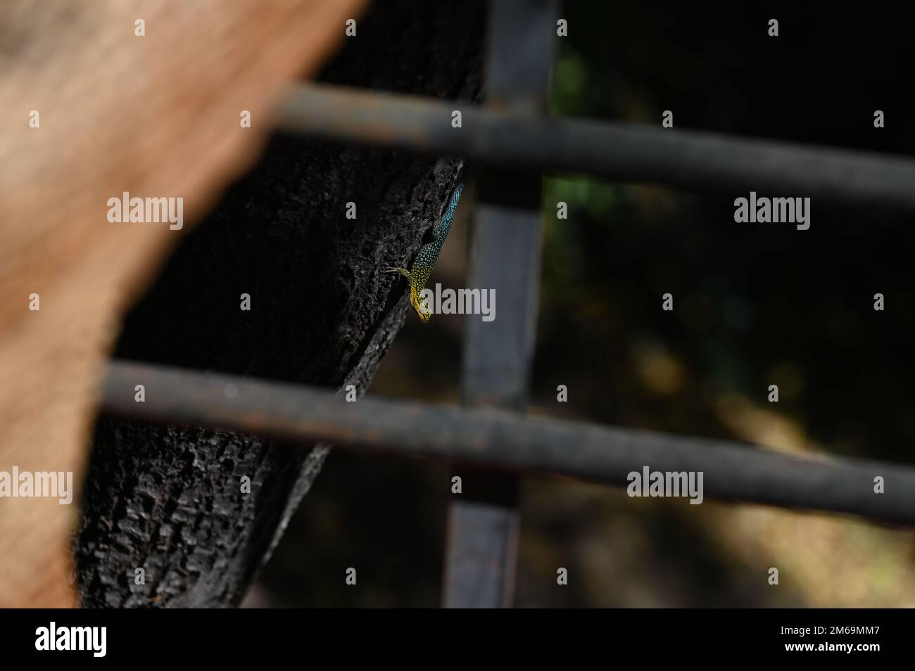 Colorful lizard - in yellow and blue Stock Photo - Alamy