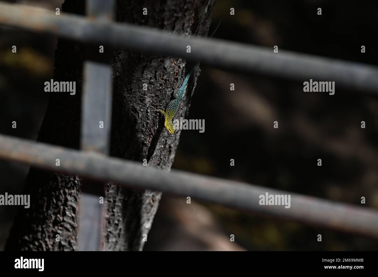 Colorful lizard - in yellow and blue Stock Photo - Alamy