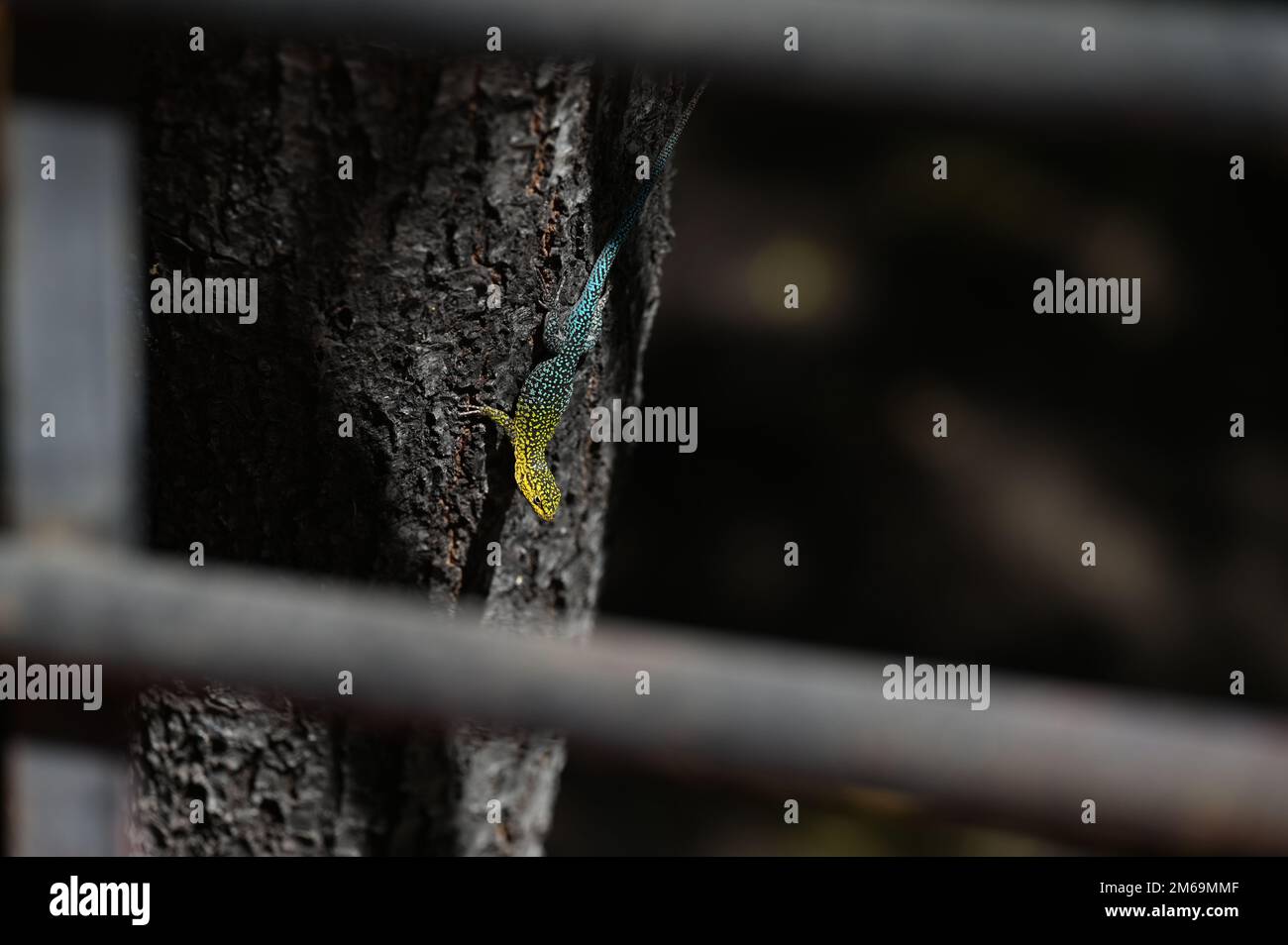 Colorful lizard - in yellow and blue Stock Photo - Alamy