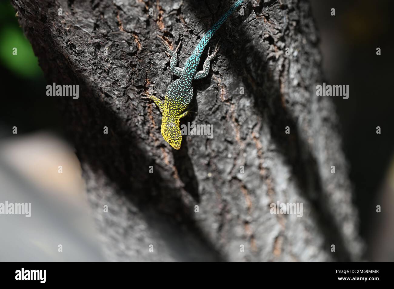 Colorful lizard - in yellow and blue Stock Photo - Alamy