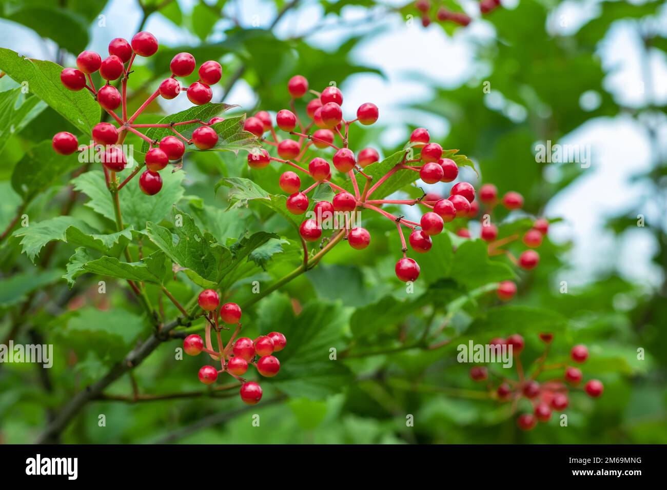 Red viburnum branch in the garden. Viburnum viburnum opulus berries and ...